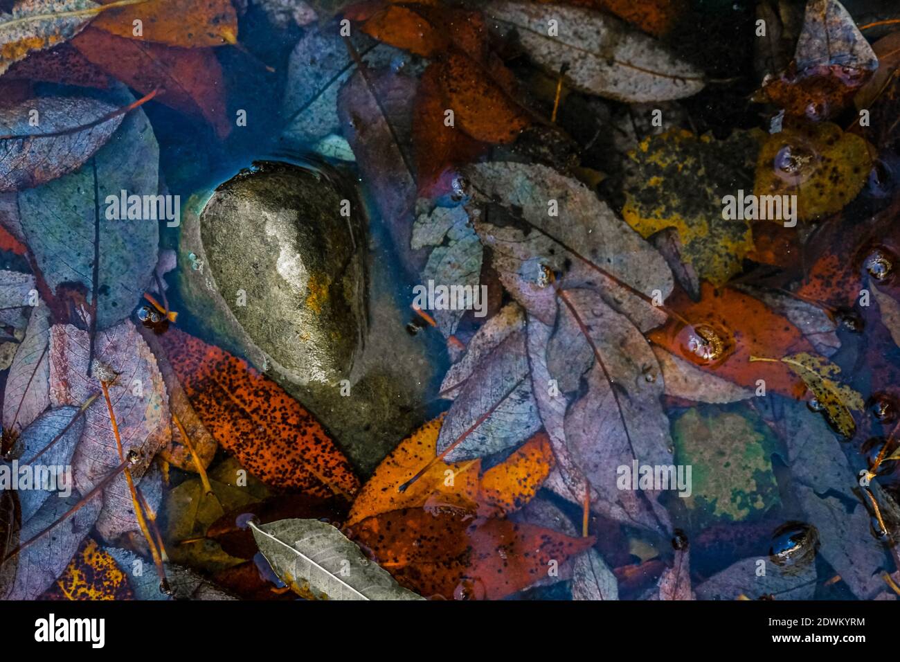 Puddle leaves hi-res stock photography and images - Alamy