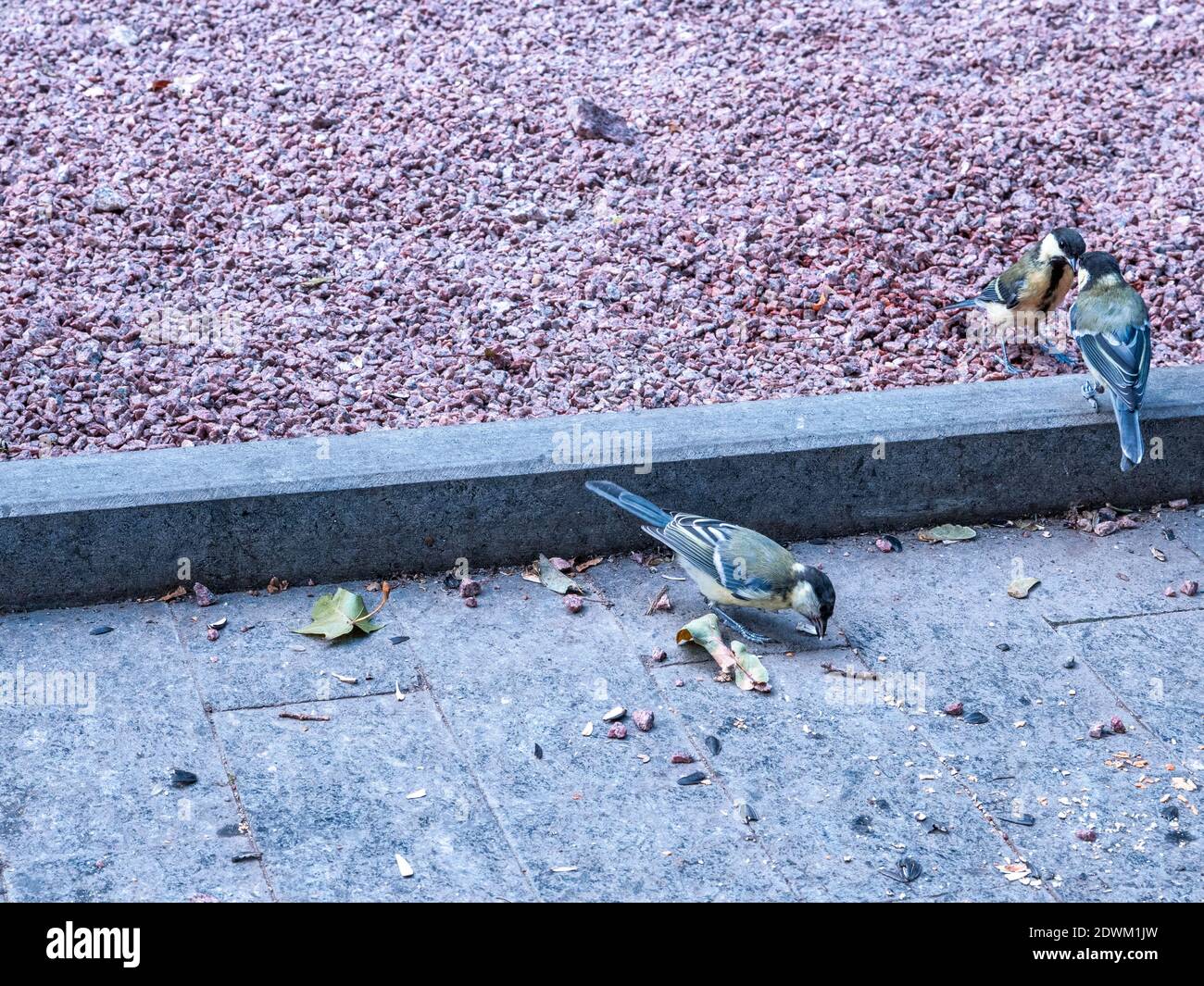 Two cute tit birds looking on at another as if in a mirror, beak to ...