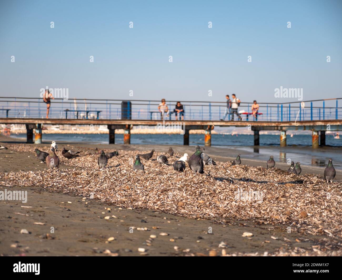 Grey and white pigeons sitting and pecking in dry weed at Mediterranean ...