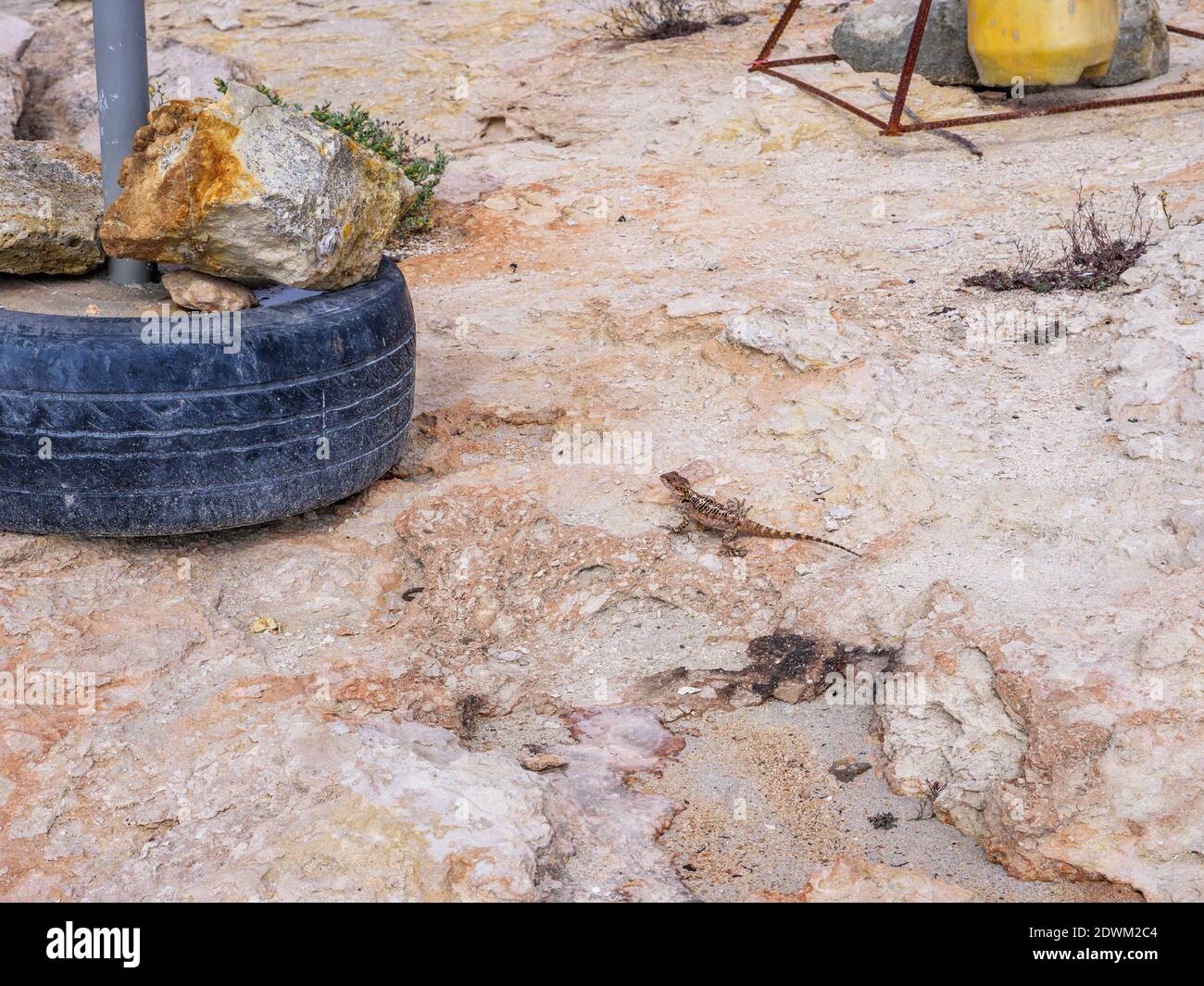 Small brown lizard crawling along the rocky earth of the Mediterranean ...