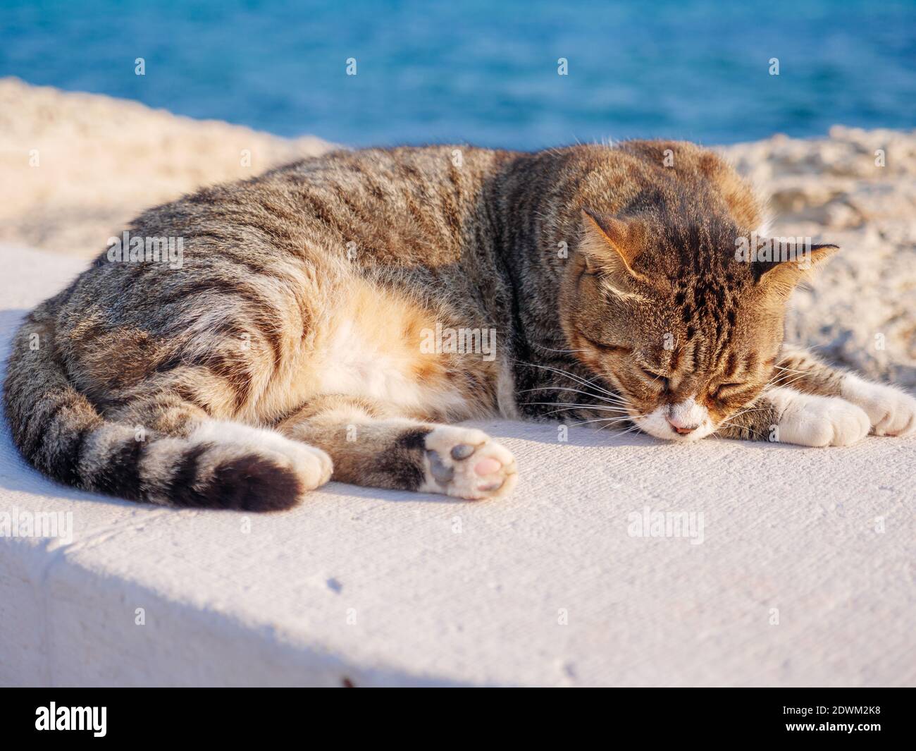 Non-pedigree tabby striped cat with closed eyes having rest and ...