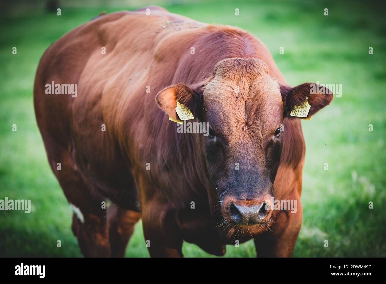 Brown beef master bull cattle head on photo Stock Photo - Alamy