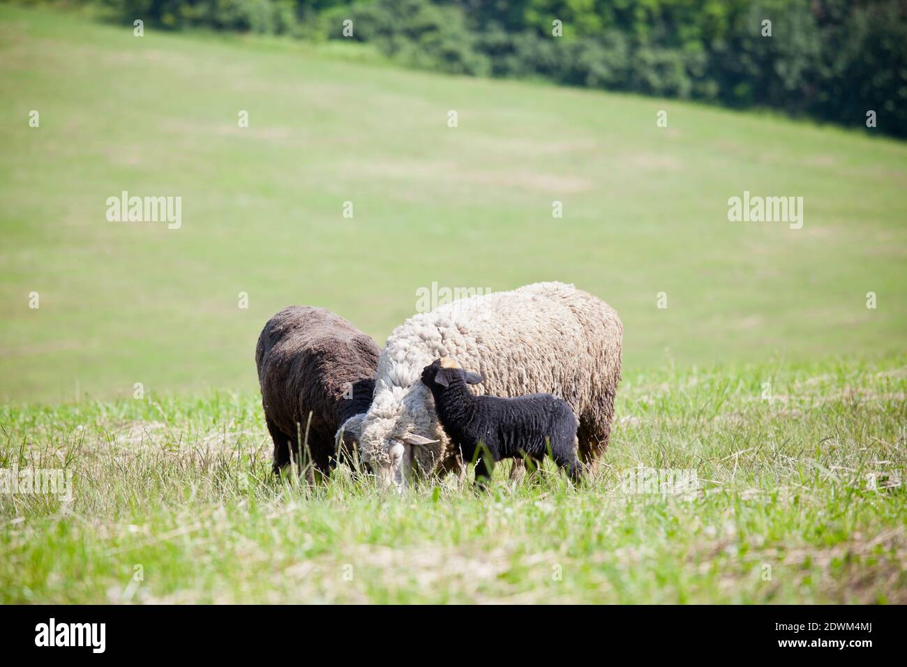 Fuzzy lambs ears hi-res stock photography and images - Alamy
