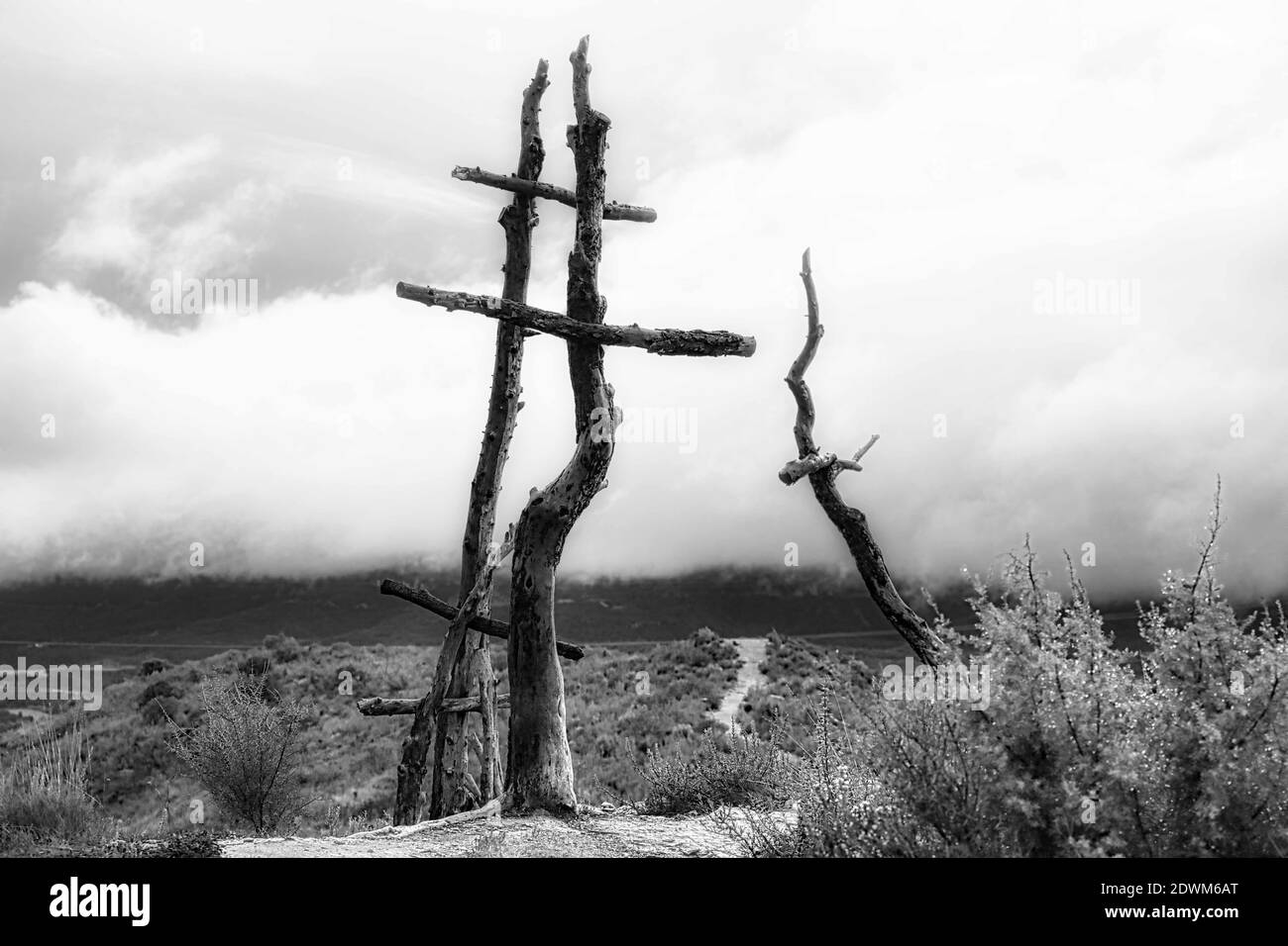 Forest of crosses Stock Photo - Alamy