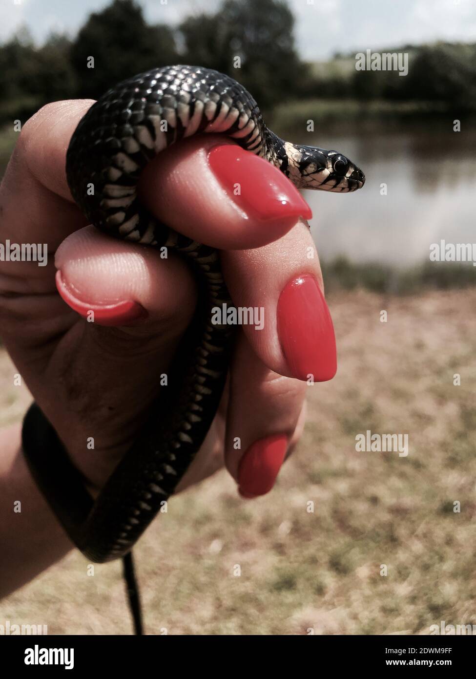 Polish snake hi-res stock photography and images - Alamy