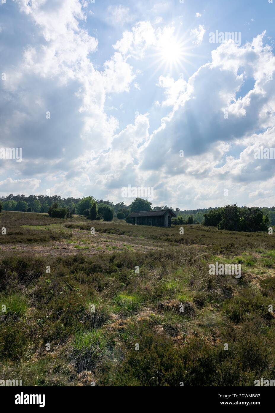 Birch trees with emerging foliage in summer time in lueneburger heide ...