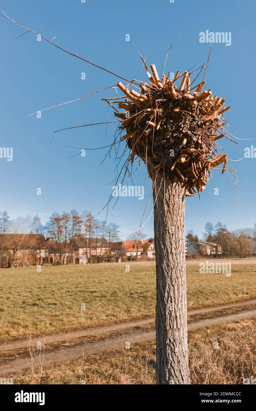 Pollarded willow tree hi-res stock photography and images - Alamy