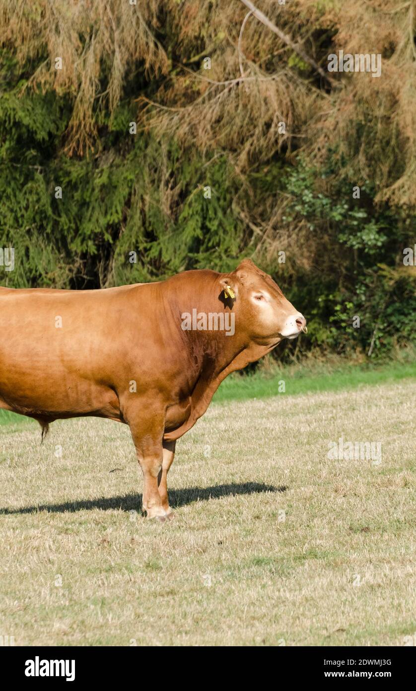 One cattle hi-res stock photography and images - Alamy
