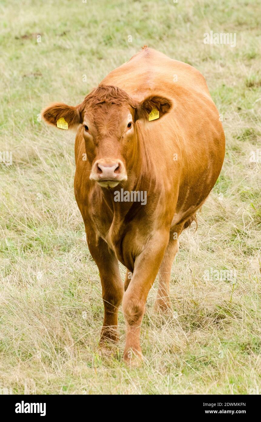 One cattle hi-res stock photography and images - Alamy