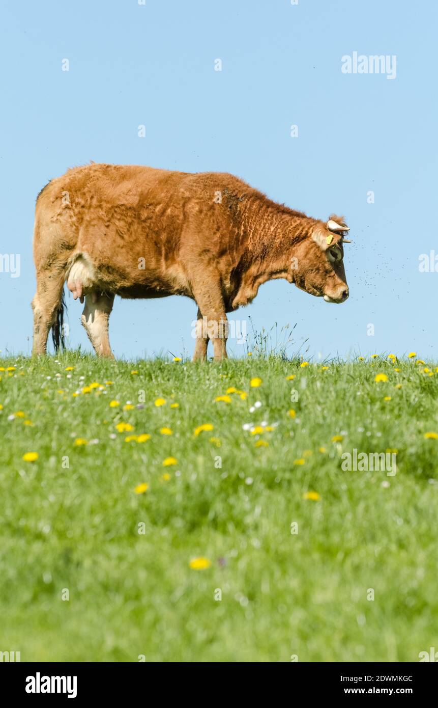 One cattle hi-res stock photography and images - Alamy