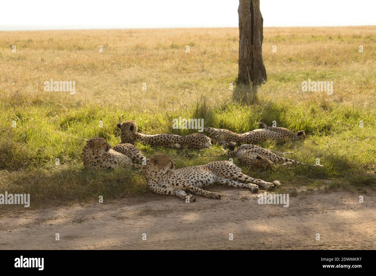 The five musketeers hi-res stock photography and images - Alamy