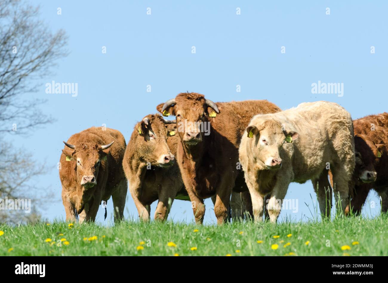 Bos Taurus, cows, domestic brown limousin cattle livestock on a pasture ...