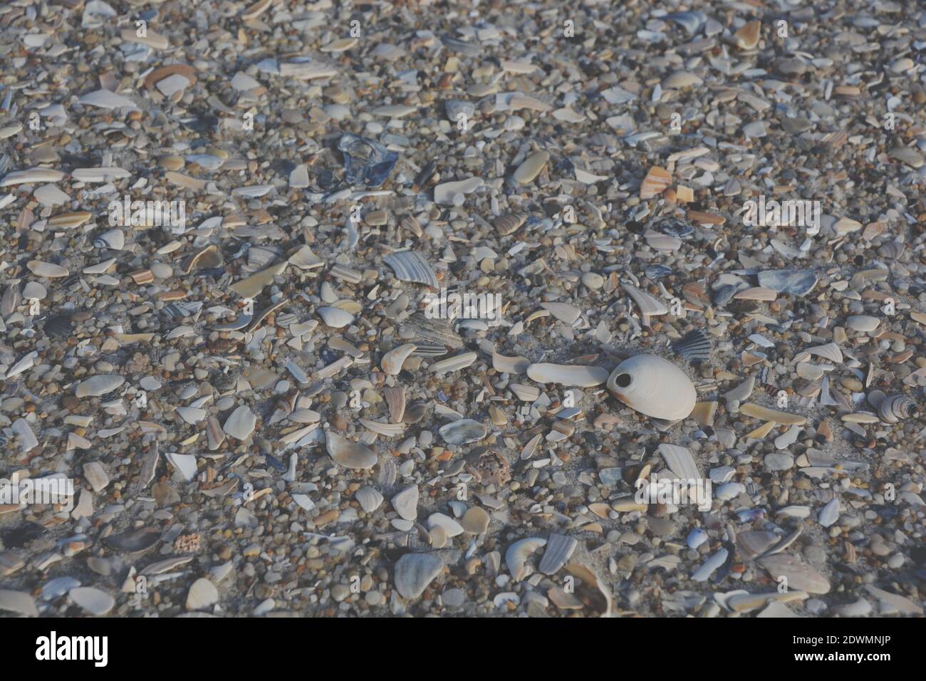 New york long island beach seashell hi-res stock photography and images ...