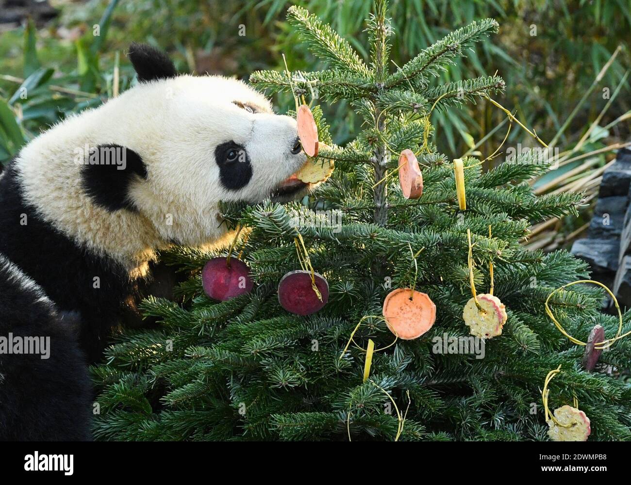 Panda twins berlin hi-res stock photography and images - Alamy