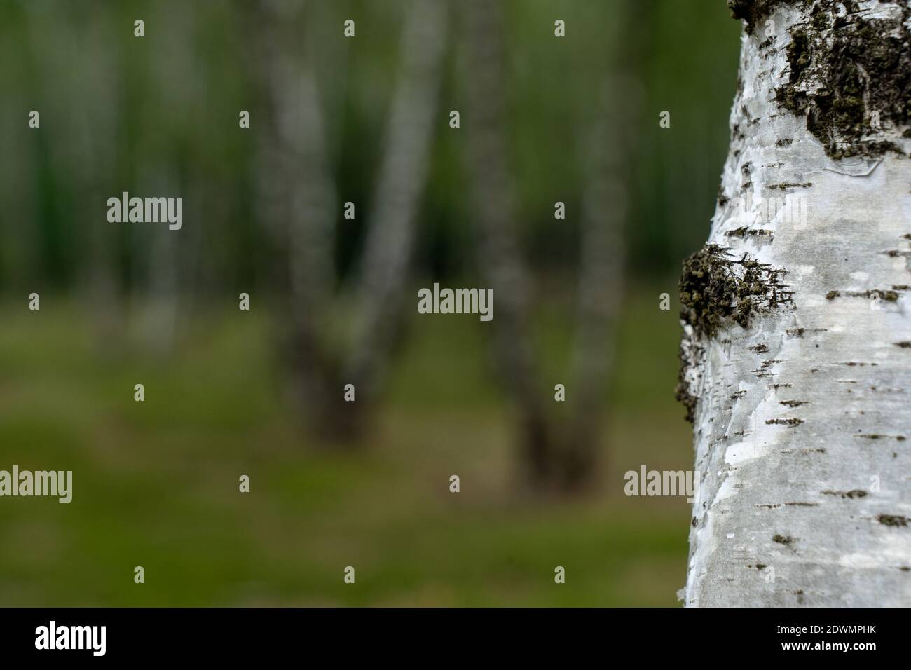 Birch trees with emerging foliage in summer time in lueneburger heide ...