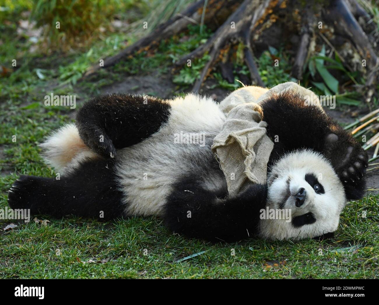 Panda bears tree hi-res stock photography and images - Alamy