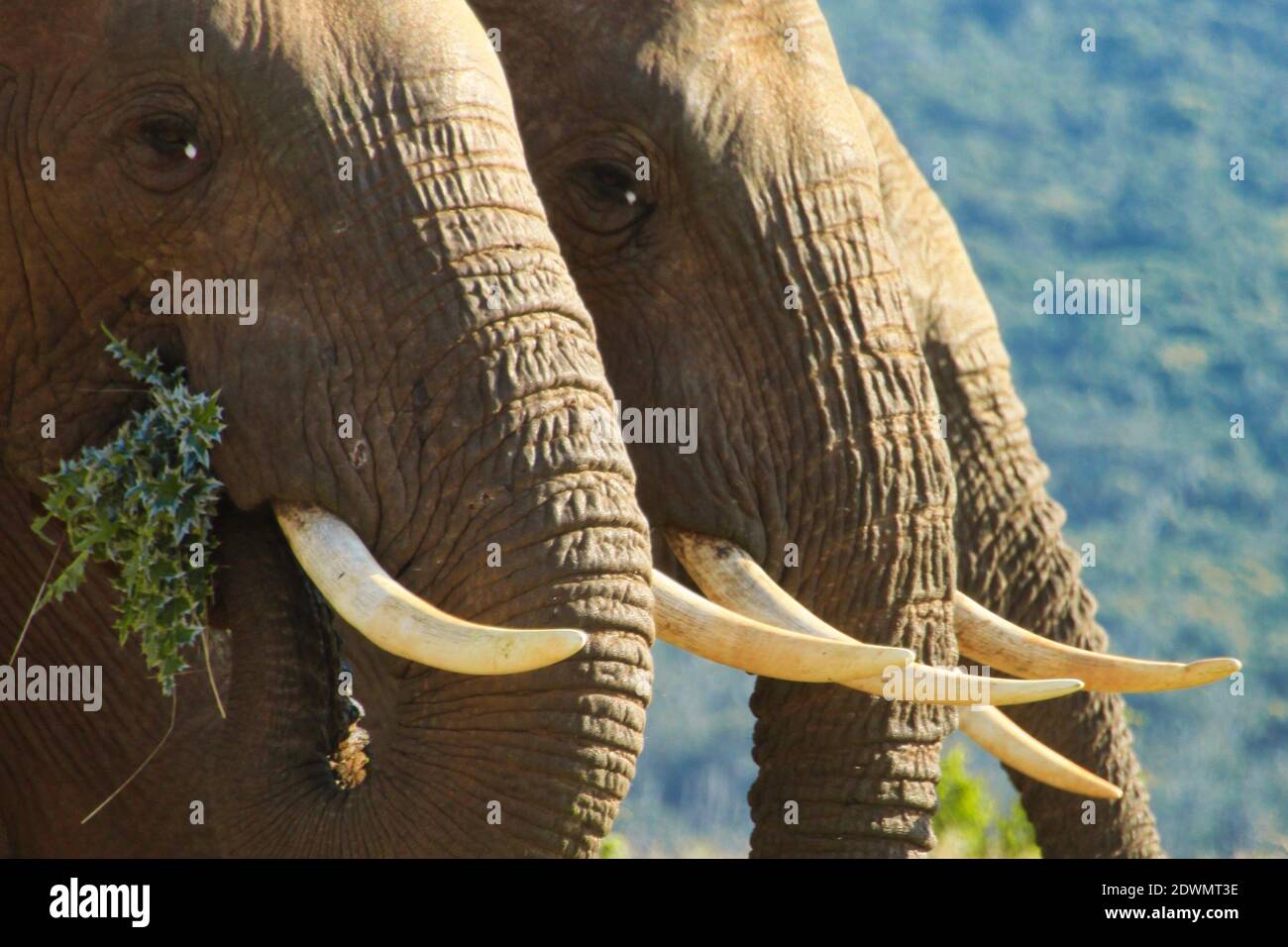 Tusk symmetry hi-res stock photography and images - Alamy