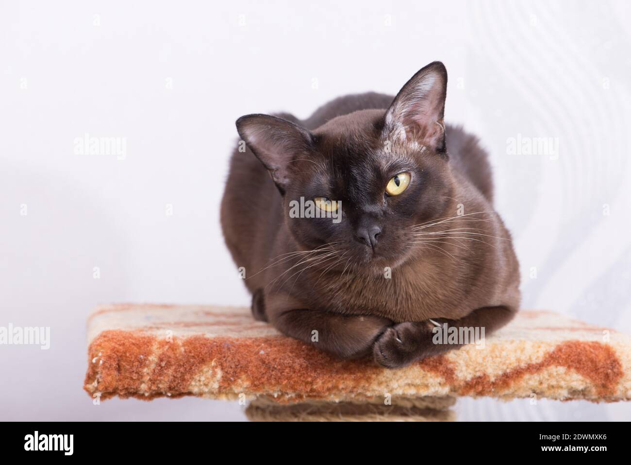 Brown Burmese Cat with Chocolate fur color and yellow eyes, Curious ...