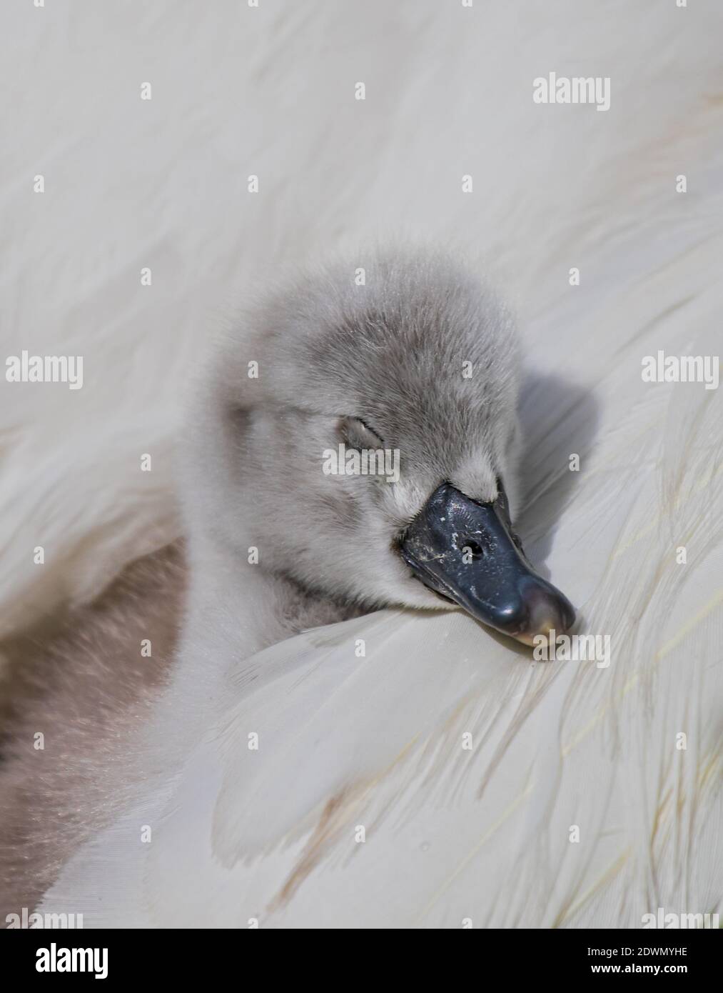 Swan, chick, sleep hi-res stock photography and images - Alamy