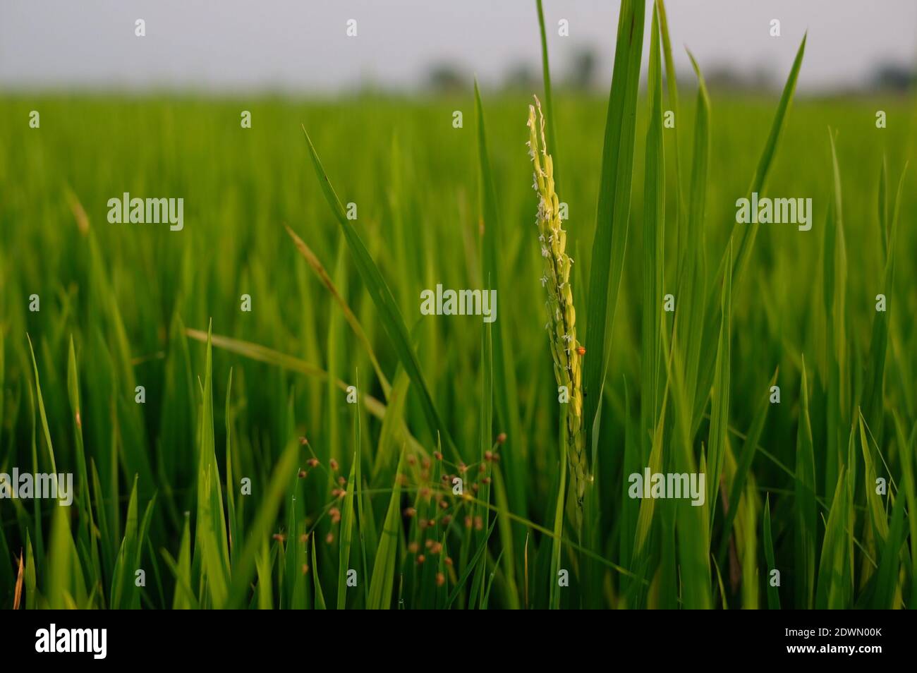 Rice beetles hi-res stock photography and images - Alamy