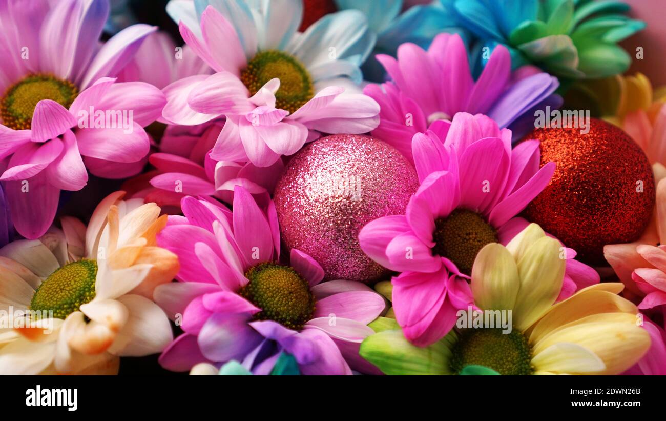 Colorful Daisy Flower Wallpaper