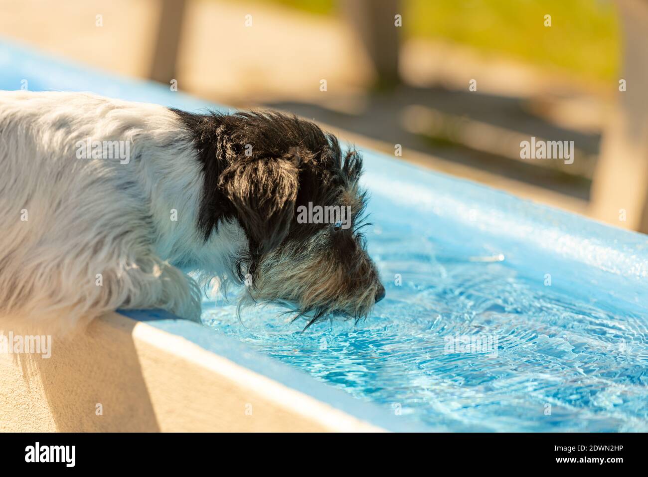 Little cute thirsty Jack Russell Terrier dog drinking cold water from a ...