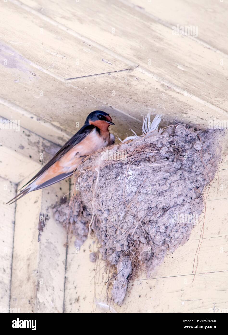 Barn swallow family hi-res stock photography and images - Alamy
