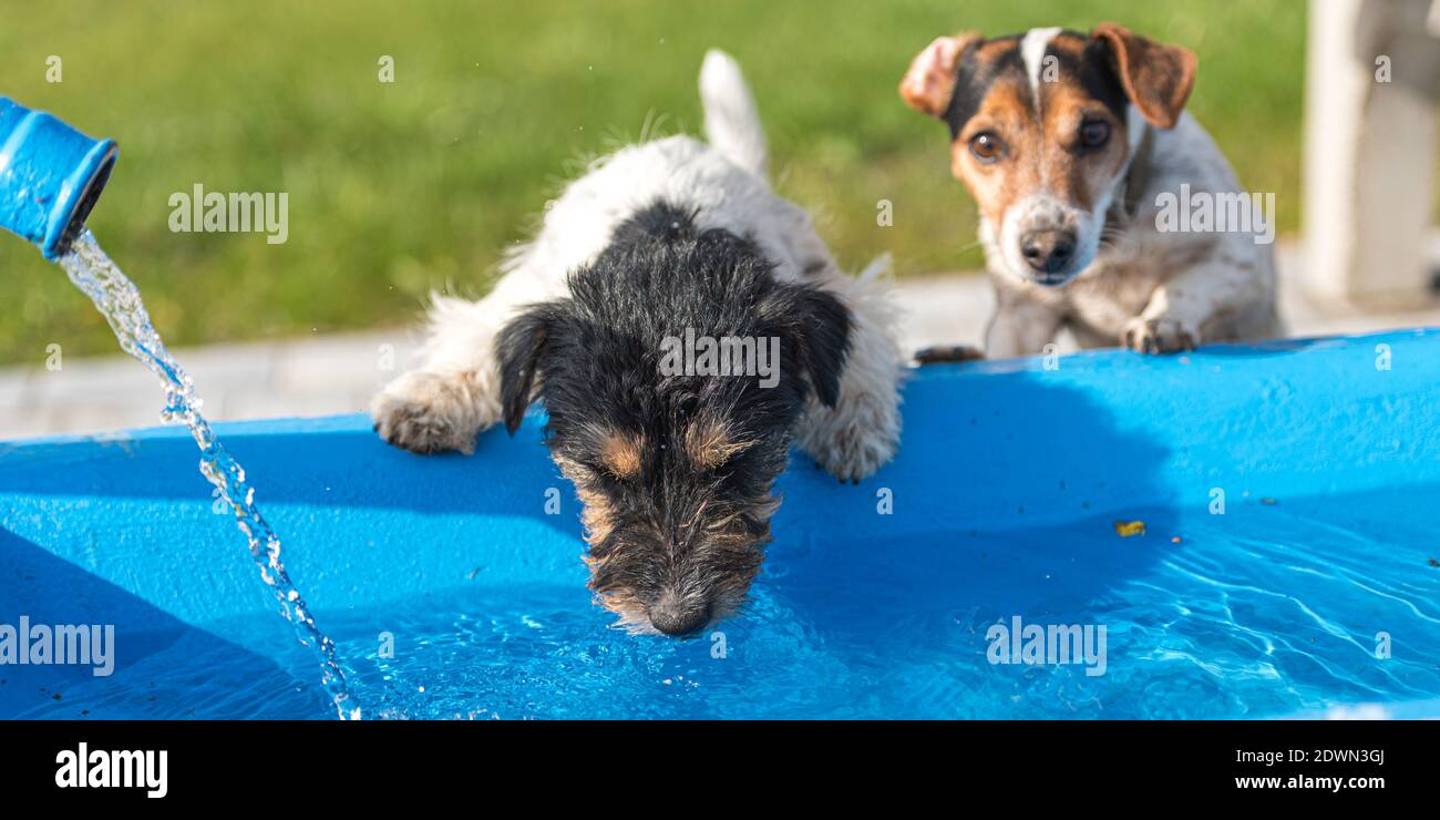 Cute Dogs Drinking Water