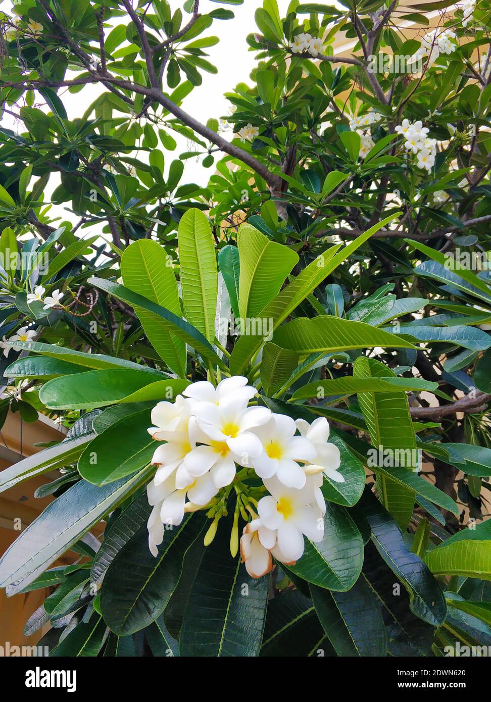 Frangipani tropical flower growing outdoors in thailand Stock Photo - Alamy