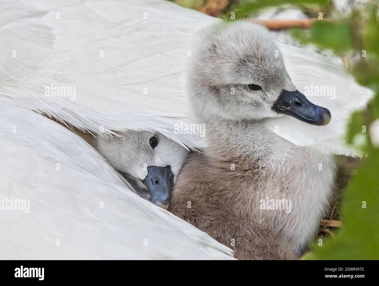 Swan, chick, sleep hi-res stock photography and images - Alamy