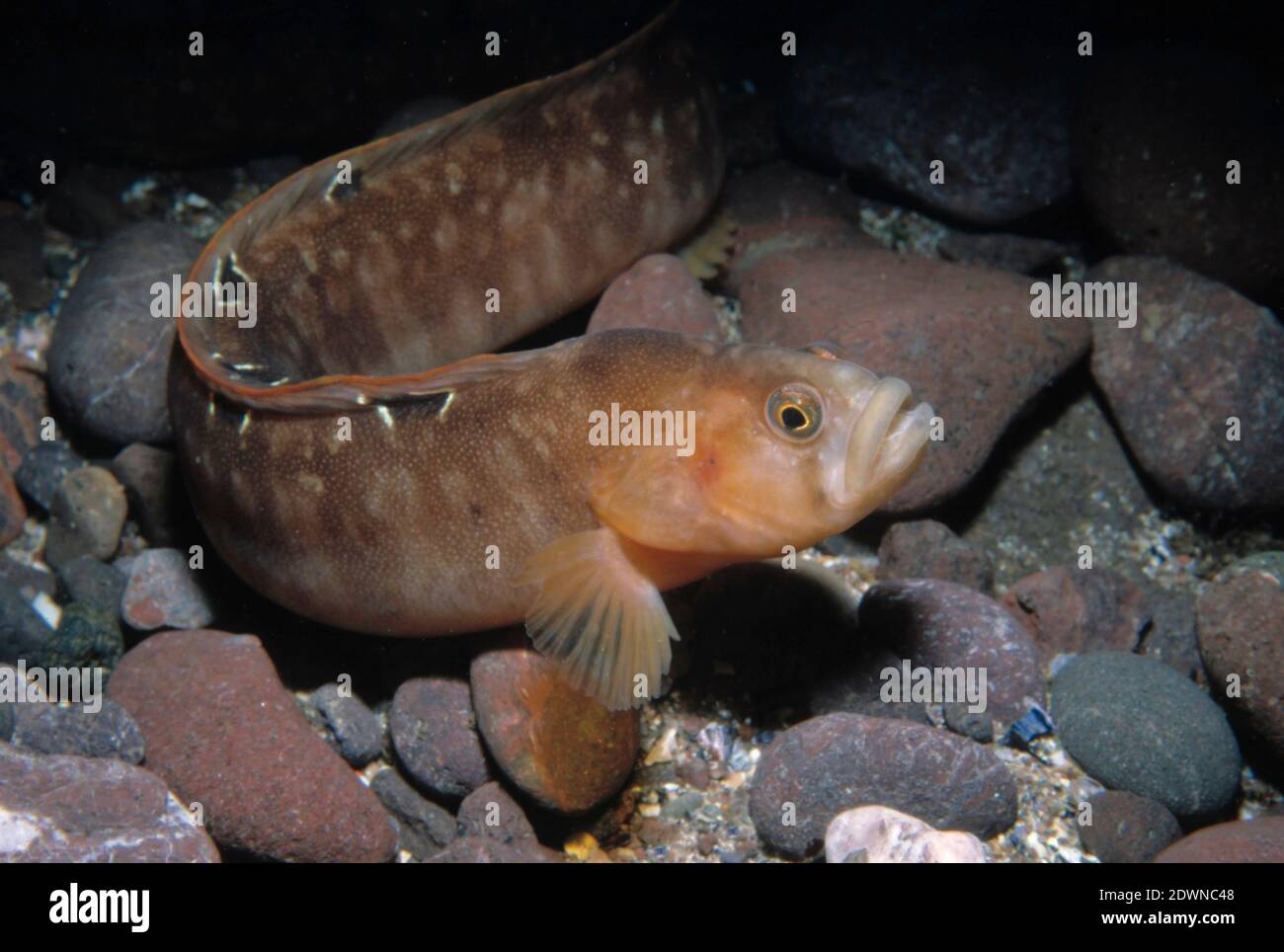 Butterfish (Pholis gunnellus) on a rocky seabed, UK Stock Photo - Alamy