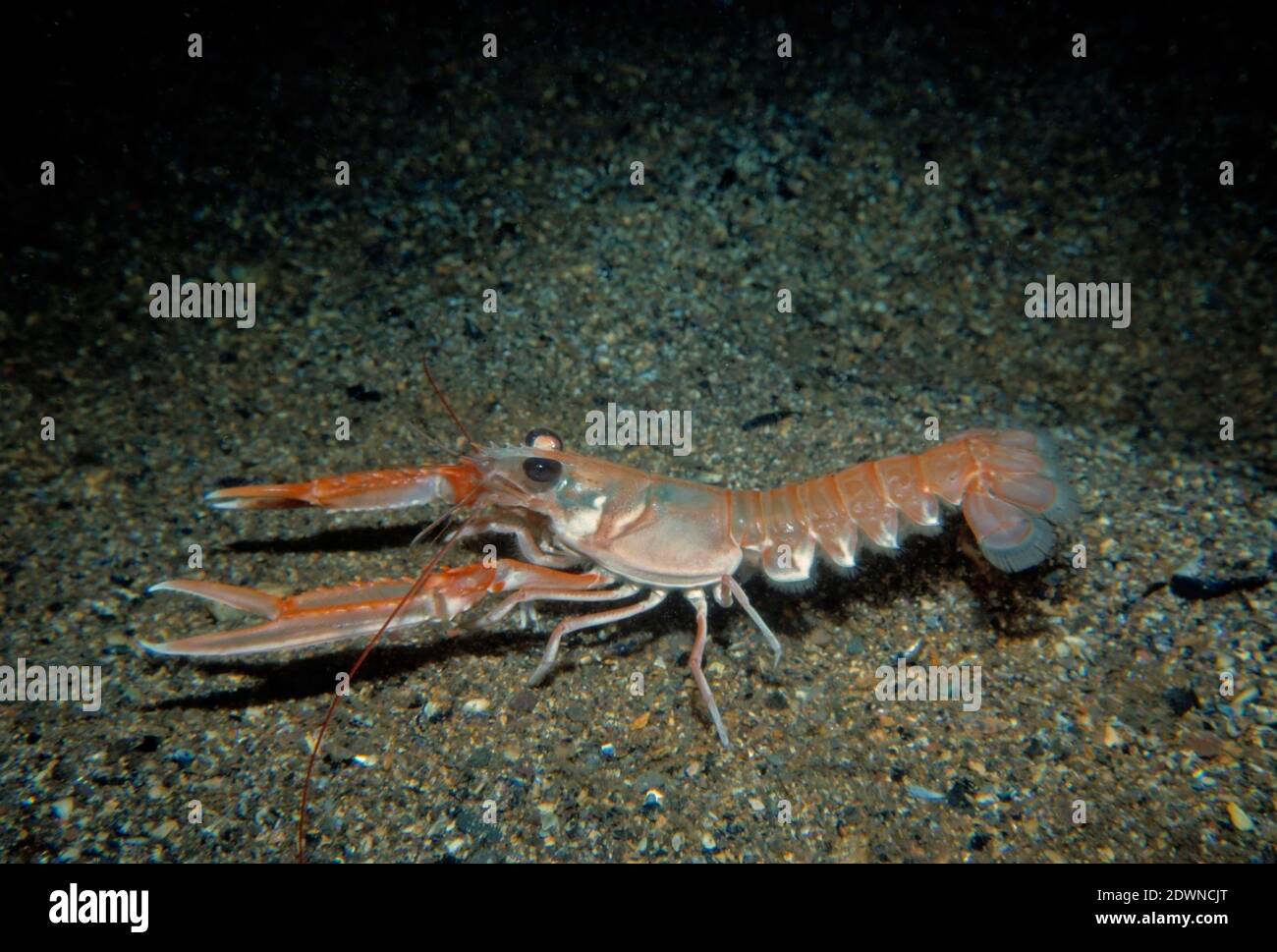 Norway lobster (Nephrops norvegicus), UK Stock Photo - Alamy