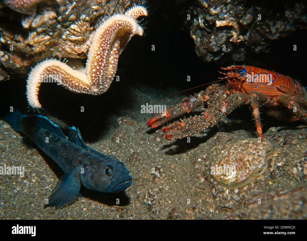 Leopard spotted goby, common starfish and a squat lobster in a rock ...