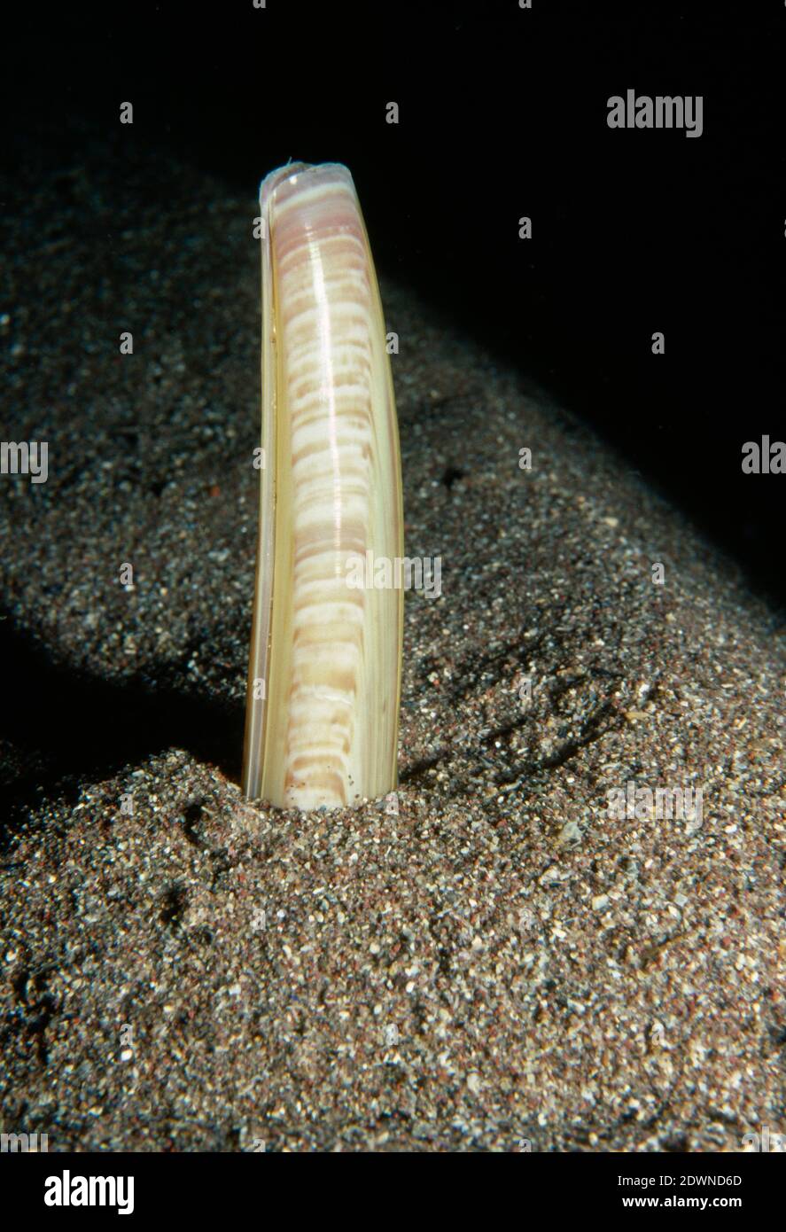 Razor shell ensis underwater hi-res stock photography and images - Alamy