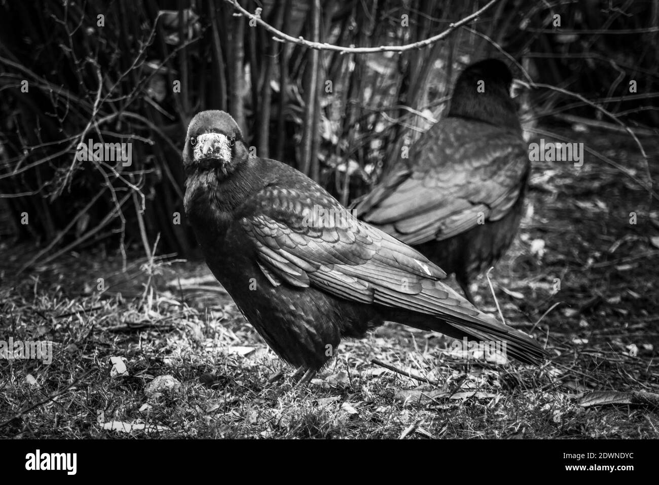 Vienna tree Black and White Stock Photos & Images - Alamy