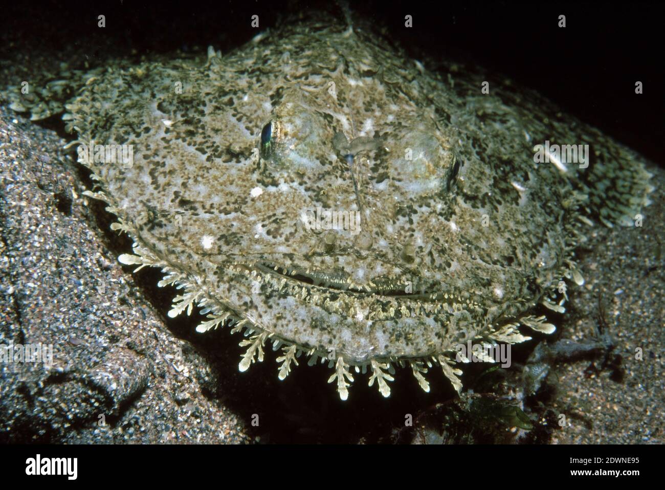 Anglerfish (Lophius piscatorius) on the seabed, UK Stock Photo - Alamy
