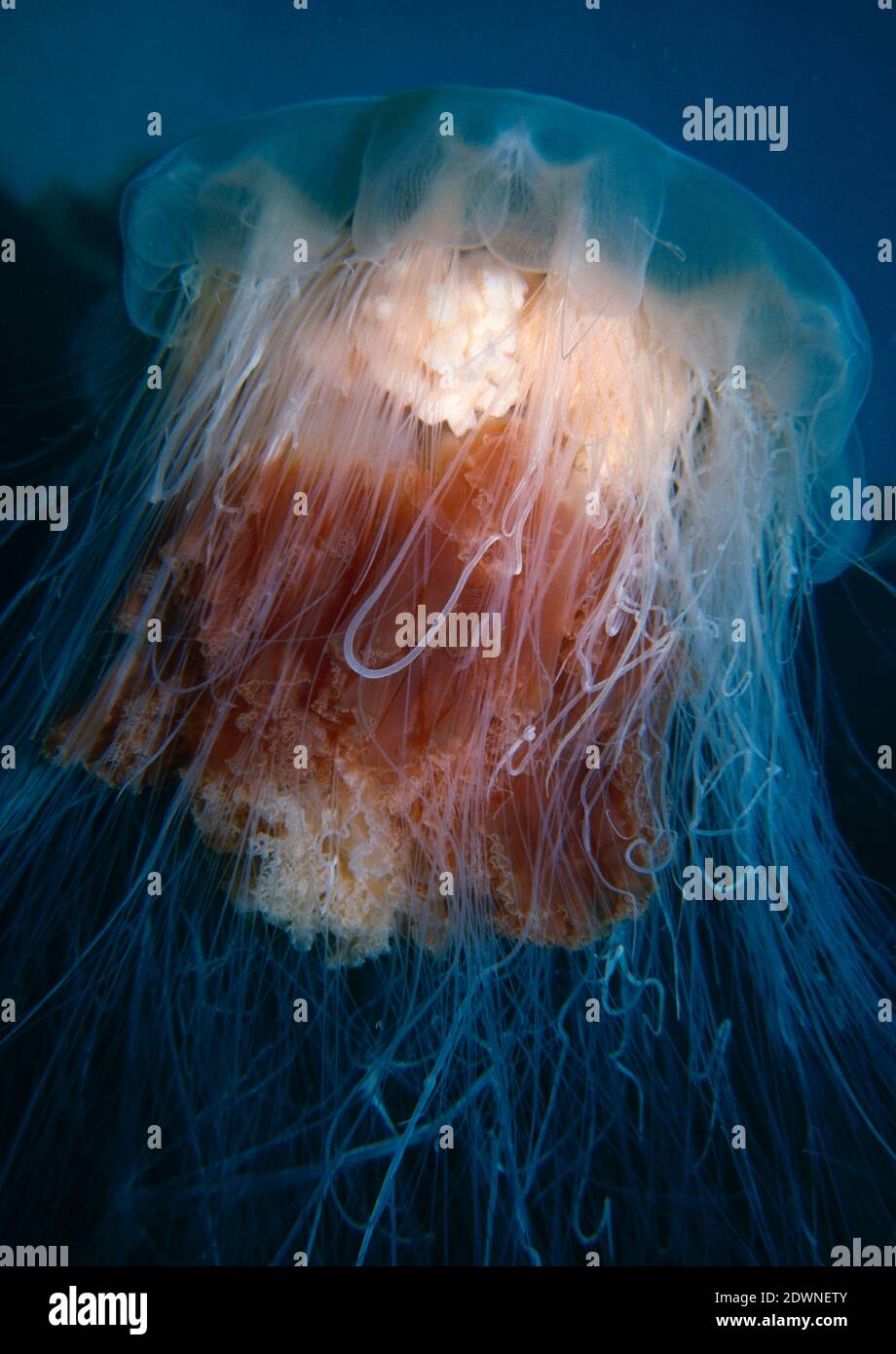 Lion's mane jellyfish (Cyanea capillata) in coastal waters, UK Stock ...