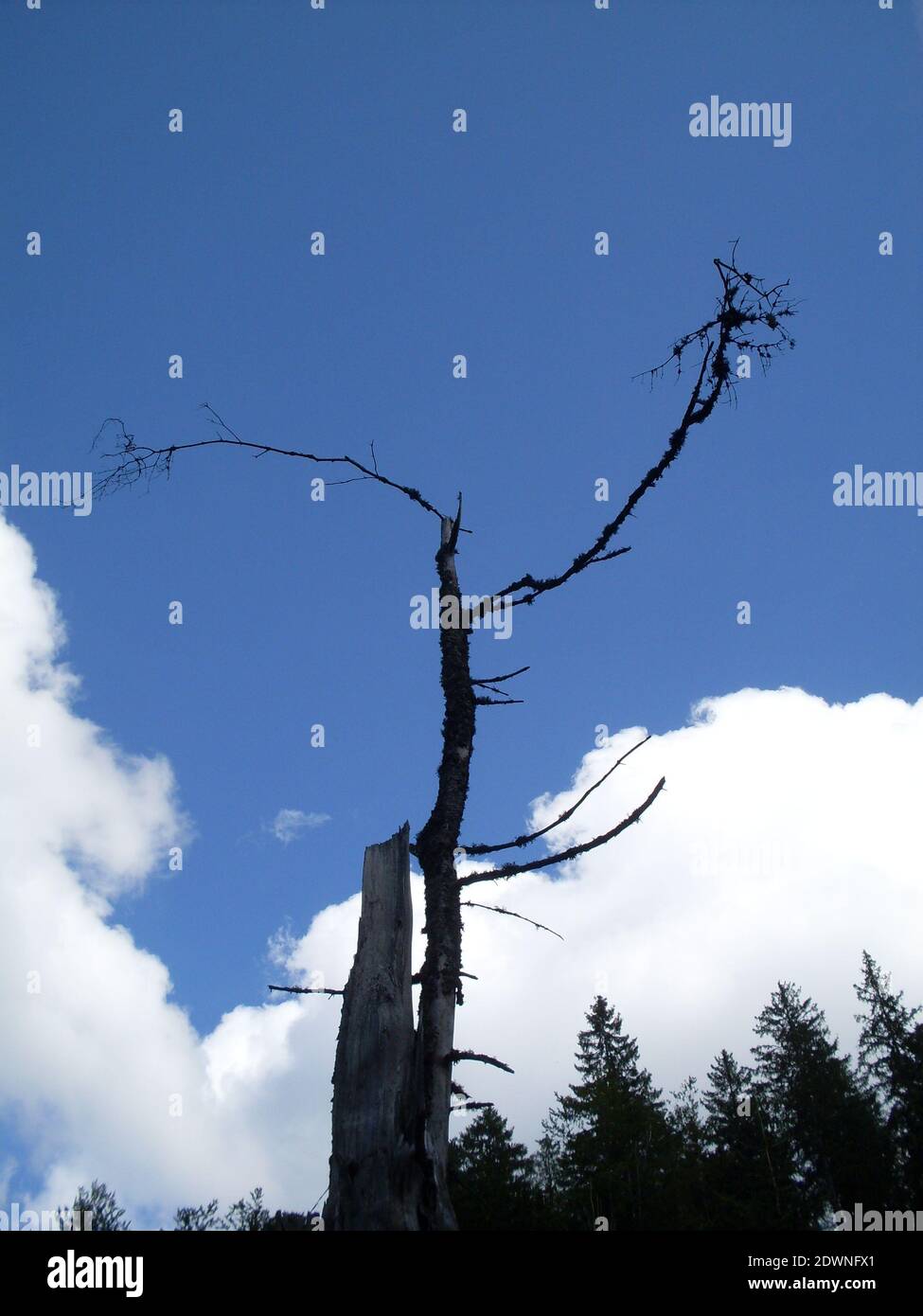 Dead tree in front of cloudy sky hi-res stock photography and images ...