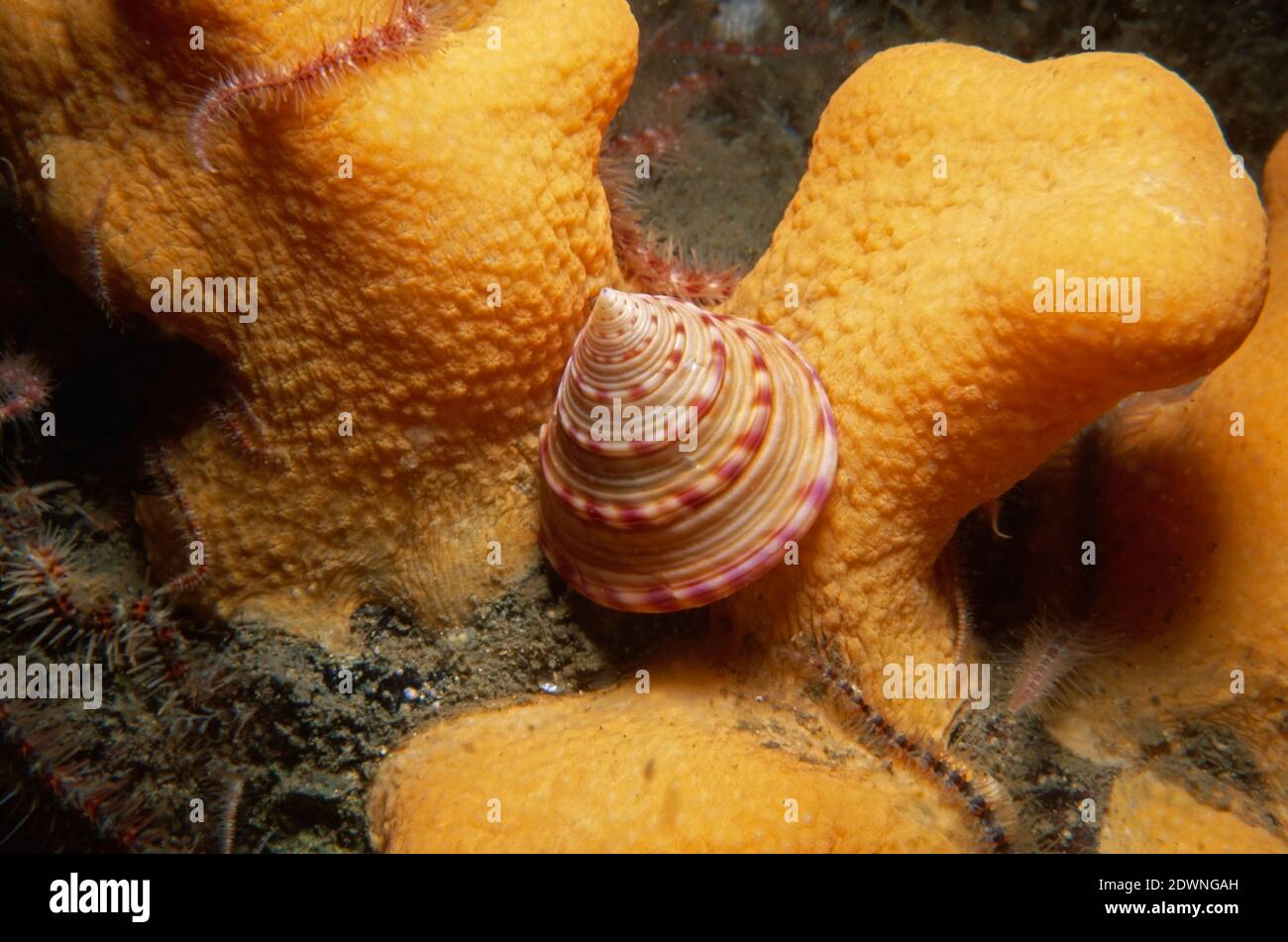 Painted topshell (Calliostoma zizyphinum) on Dead man's fingers ...