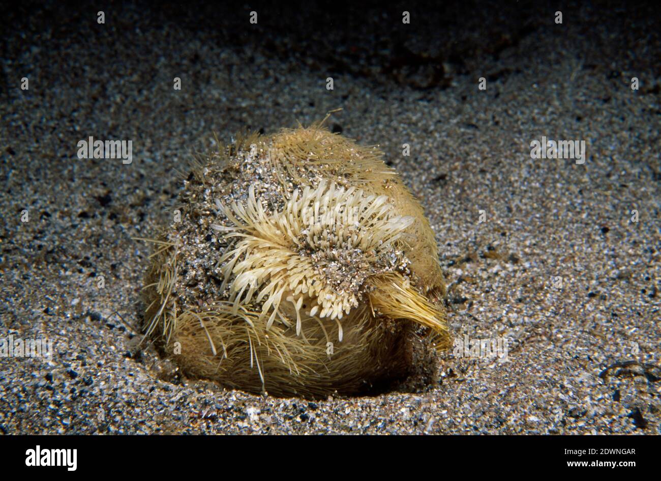 Common heart urchin (Echinocardium cordatum) or sea potato underwater ...