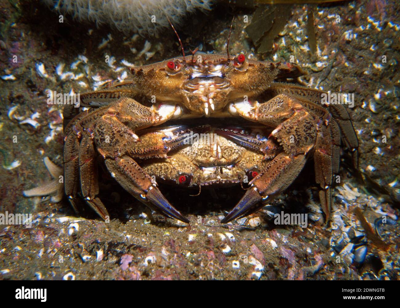 Velvet swimming crab (Necora puber) pair mating, UK Stock Photo - Alamy