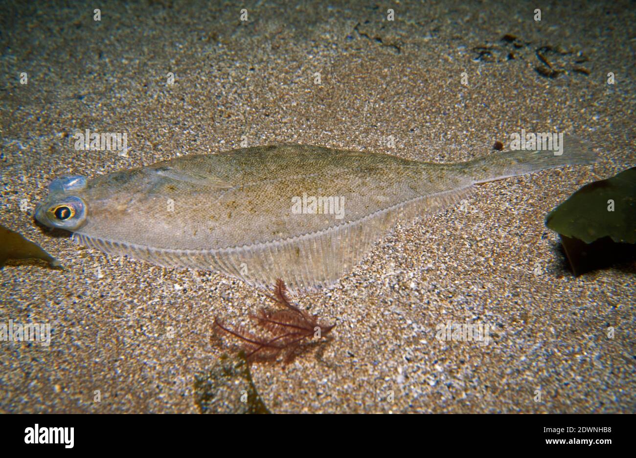 Common dab (Limanda limanda) on a sandy seabed, UK Stock Photo - Alamy