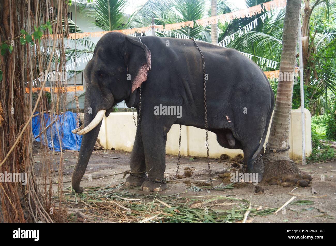 Elephant - Cochin, India Stock Photo - Alamy