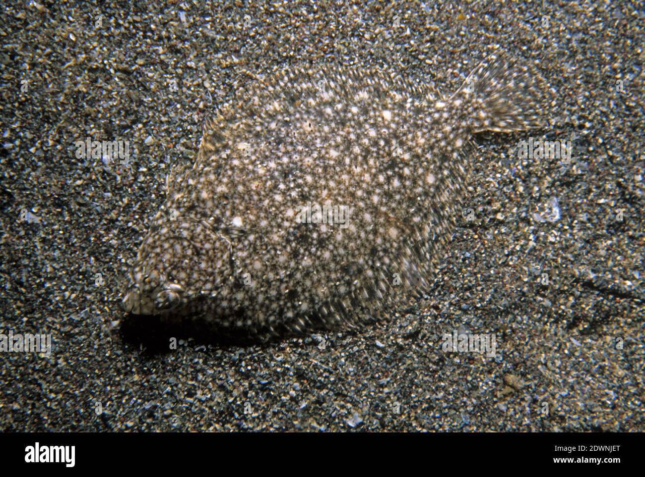 British sea fish hi-res stock photography and images - Alamy