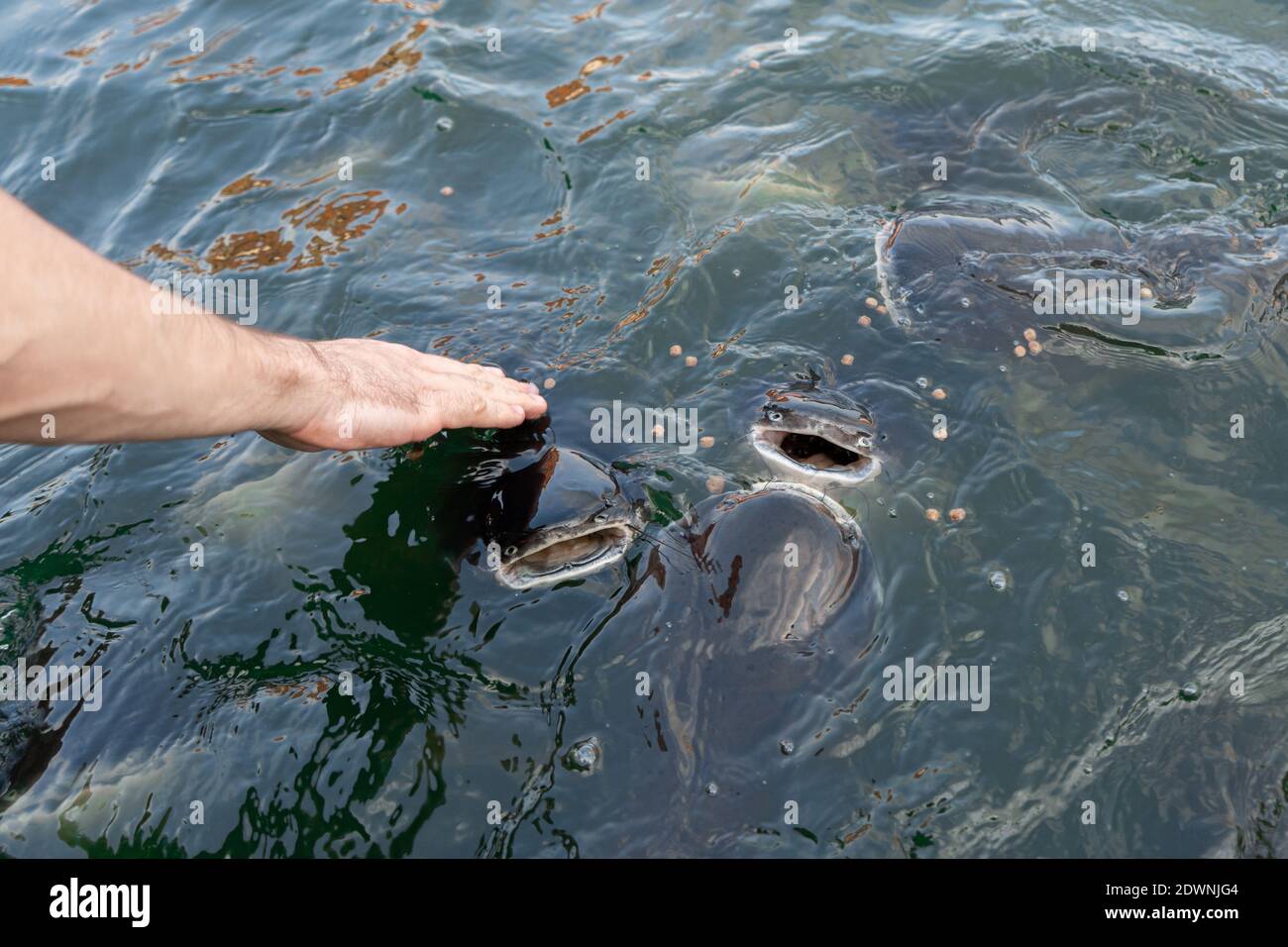 A flock of catfish swims near the surface of the water begging for food ...