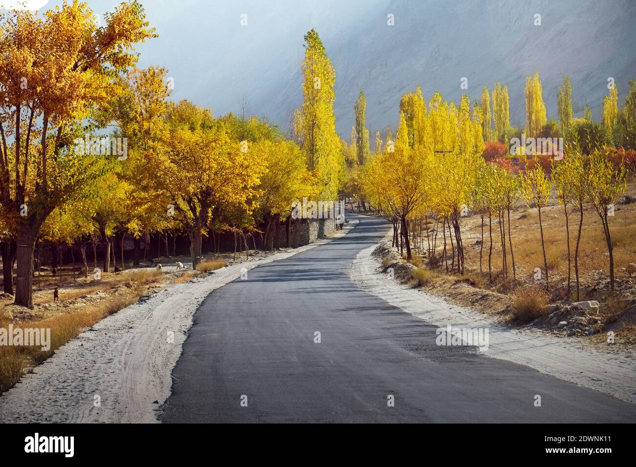 Treelined Driveway High Resolution Stock Photography and Images - Alamy