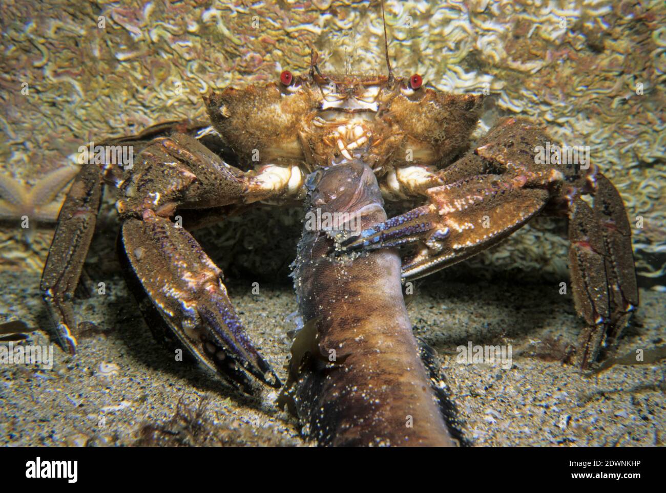 Velvet swimming crab (Necora puber) eating an eelpout, UK Stock Photo ...