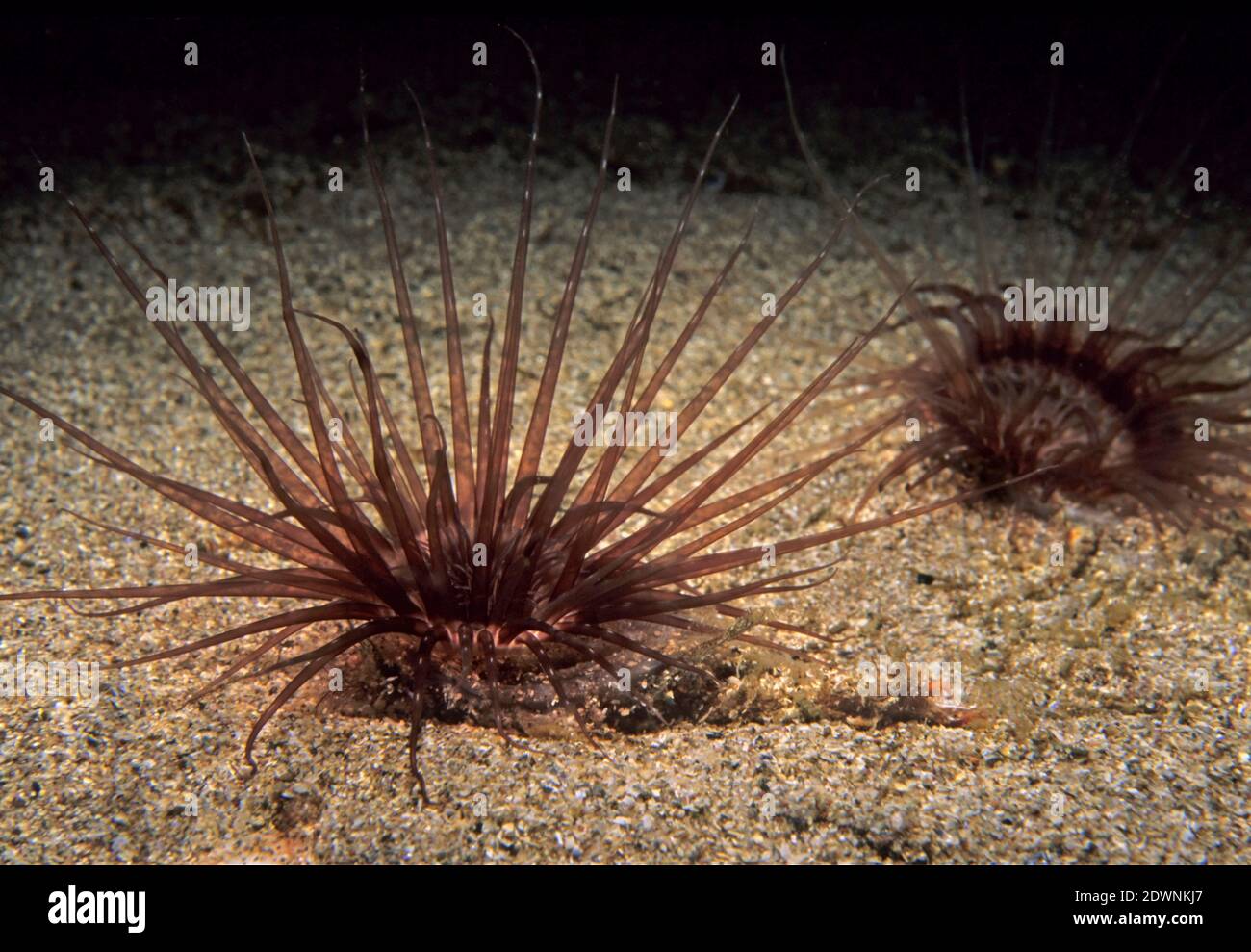 Burrowing anemones hi-res stock photography and images - Alamy