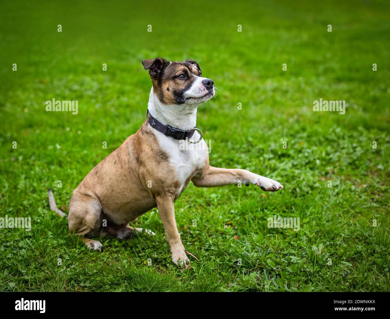 A playful white and beige mixed breed of a staffordshire bullterrier ...