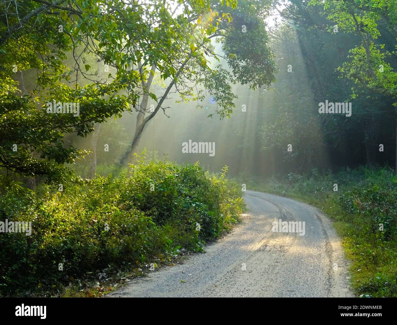 Coimbatore forest hi-res stock photography and images - Alamy